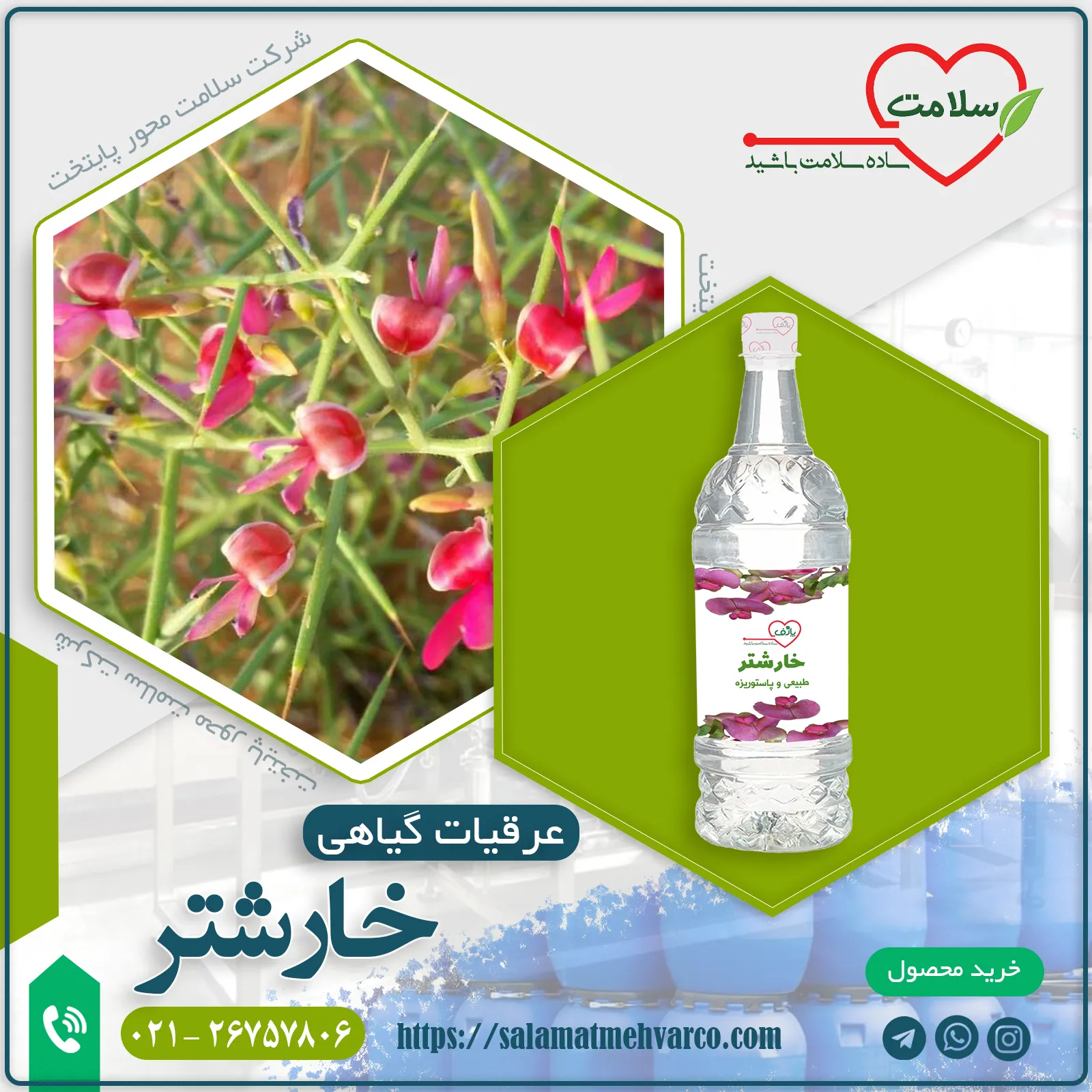 عرق گیاهی خارشتر کاملاً طبیعی و 100% خالص و باکیفیت بالا