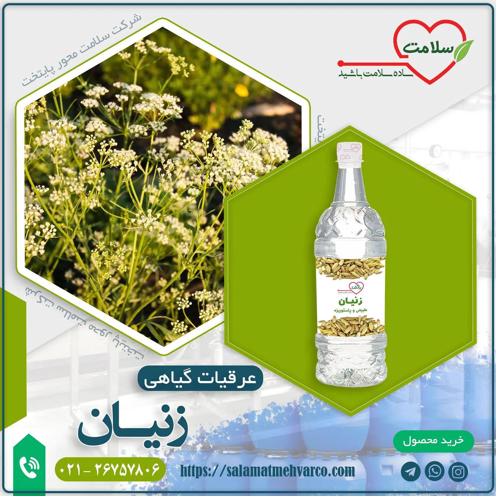 عرق گیاهی زنیان کاملاً طبیعی و 100% خالص و باکیفیت بالا