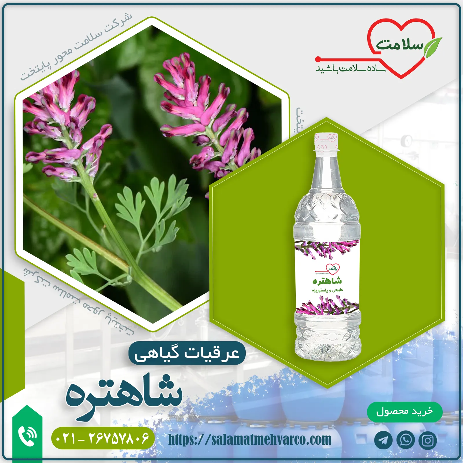 عرق گیاهی شاهتره کاملاً طبیعی و 100% خالص و باکیفیت بالا