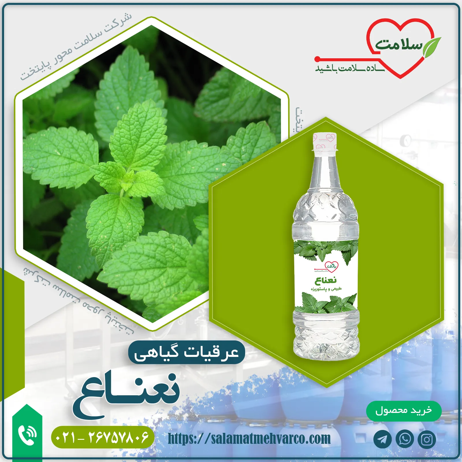 عرق گیاهی نعناع کاملاً طبیعی و 100% خالص و باکیفیت بالا